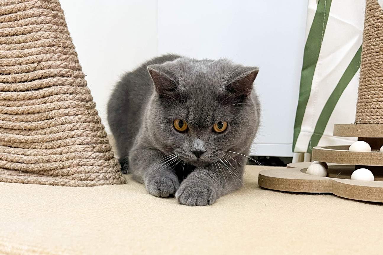 Catwalk Hotel - Hotel Kucing di Hong Kong - Klook Indonesia